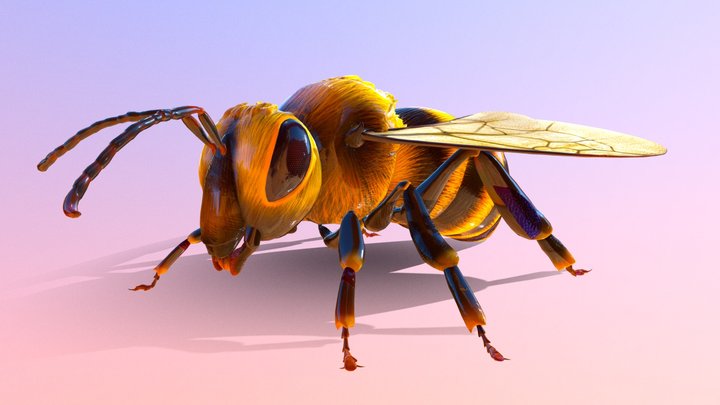 Bee 3D models - Sketchfab