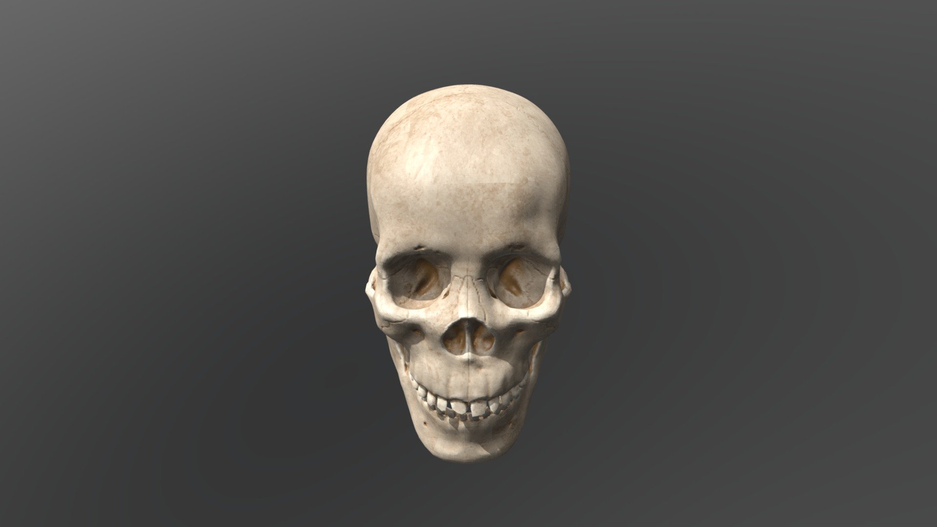Human Skull - 3D model by zichenguan [0ea9aa5] - Sketchfab