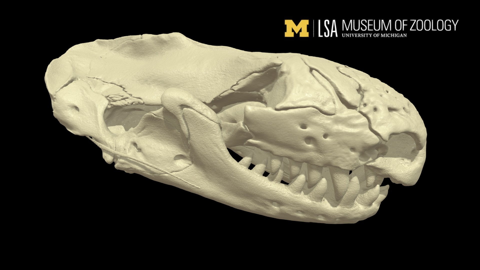 Amphisbaenian Skull - 3D model by Michigan Herpetology (UMMZ ...