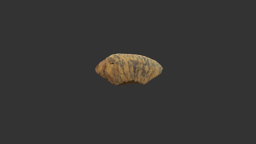 Fossil Fragment - 3D Scan - Download Free 3D model by Formwerk3D ...