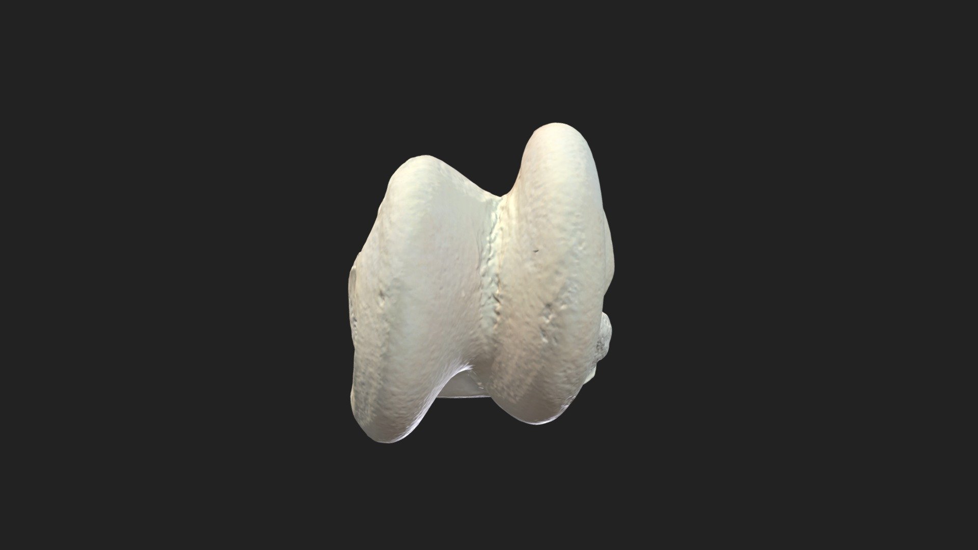 talus (talus) horse - 3D model by vetanatMunich [0eb1b64] - Sketchfab
