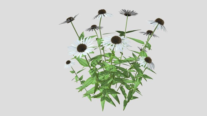 Coneflower 3D models - Sketchfab