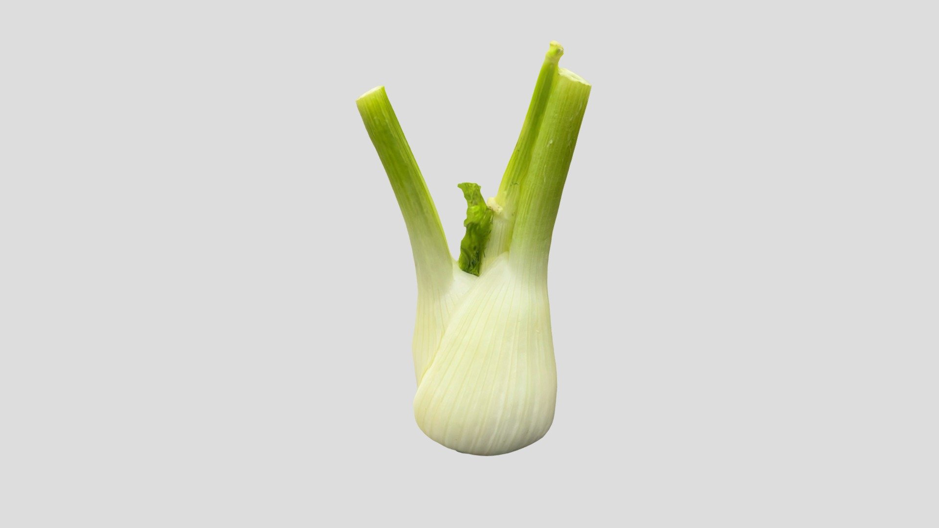 Summer_Fennel - Download Free 3D model by ursulackah [0eb8a6a] - Sketchfab