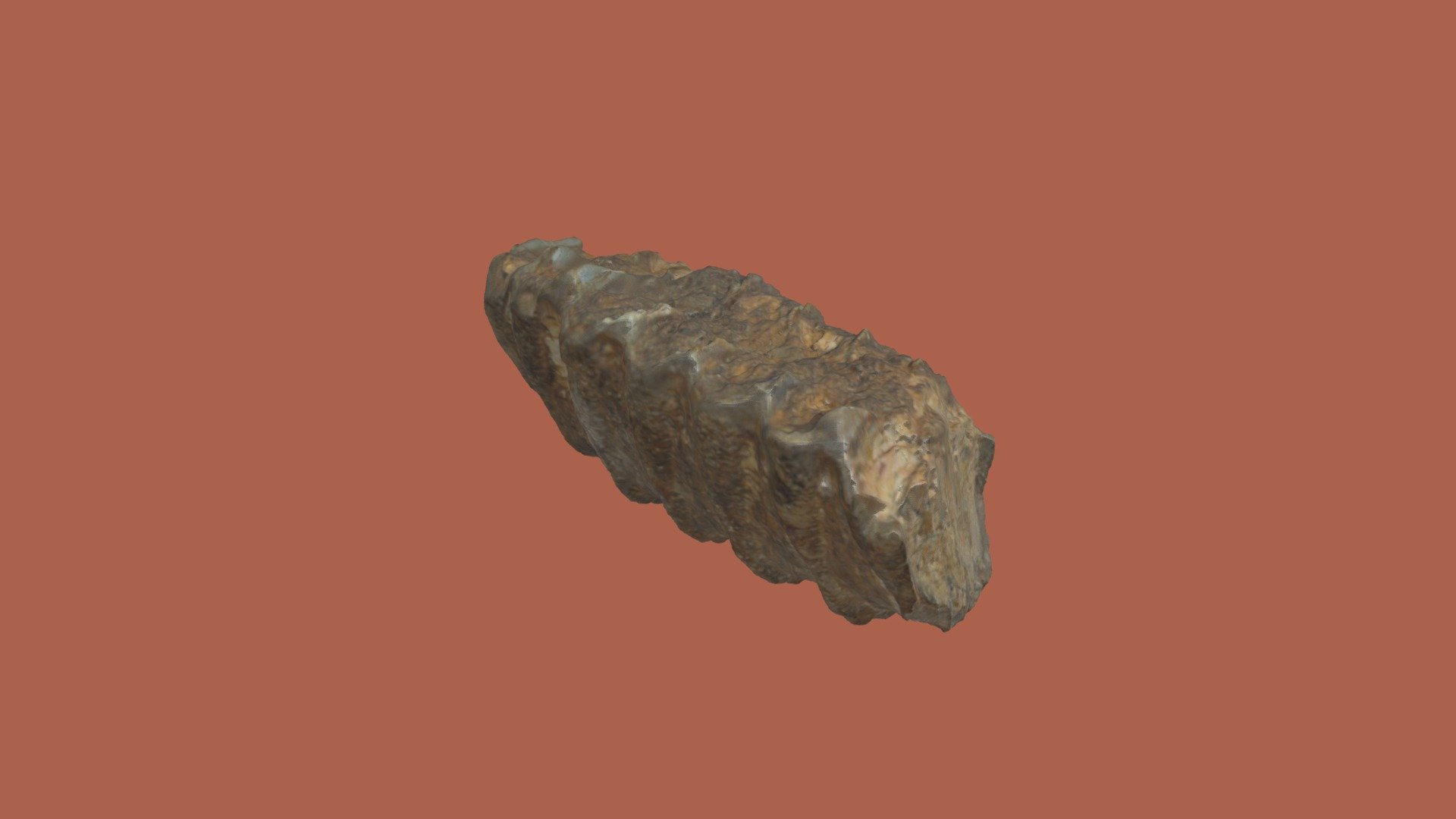 Elephas Celebensis - 3D model by Naturalis [0ebe422] - Sketchfab