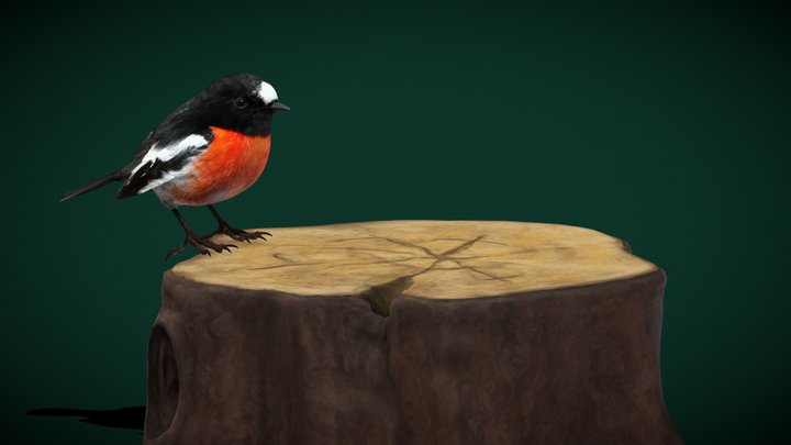 Robin 3D models - Sketchfab