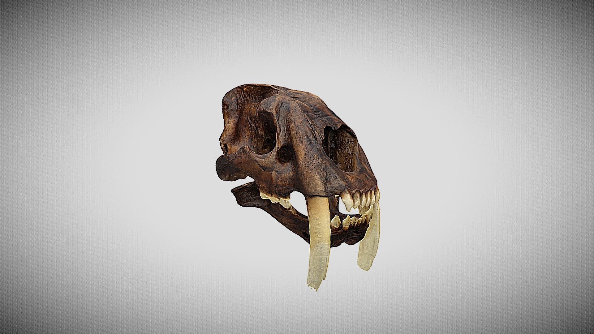Ep. #60 Sabertooth Skull - Download Free 3D model by Boston College ...