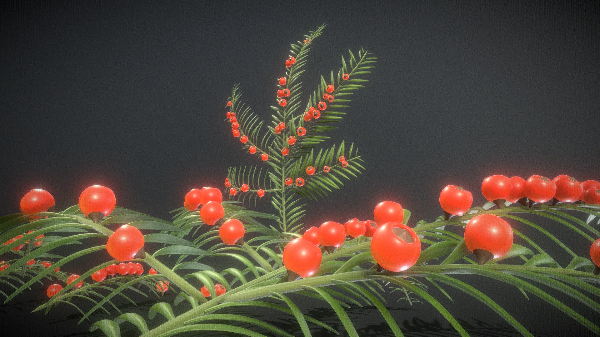 Yew Taxus Baccata Branch (High-Poly) - Buy Royalty Free 3D model by VIS ...