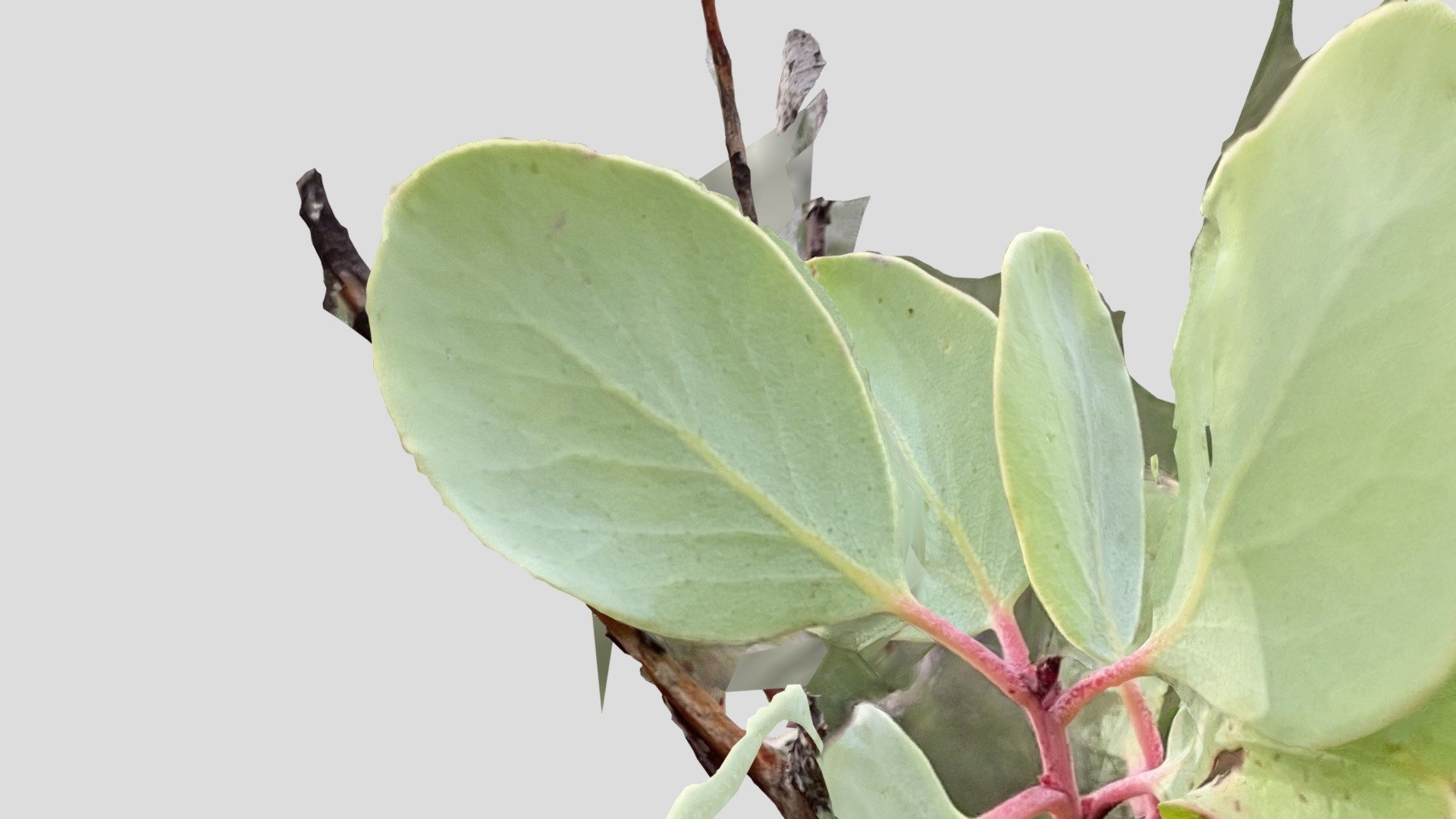 Leaf Manzanita A - Download Free 3D model by kristifir [0ecb79c ...