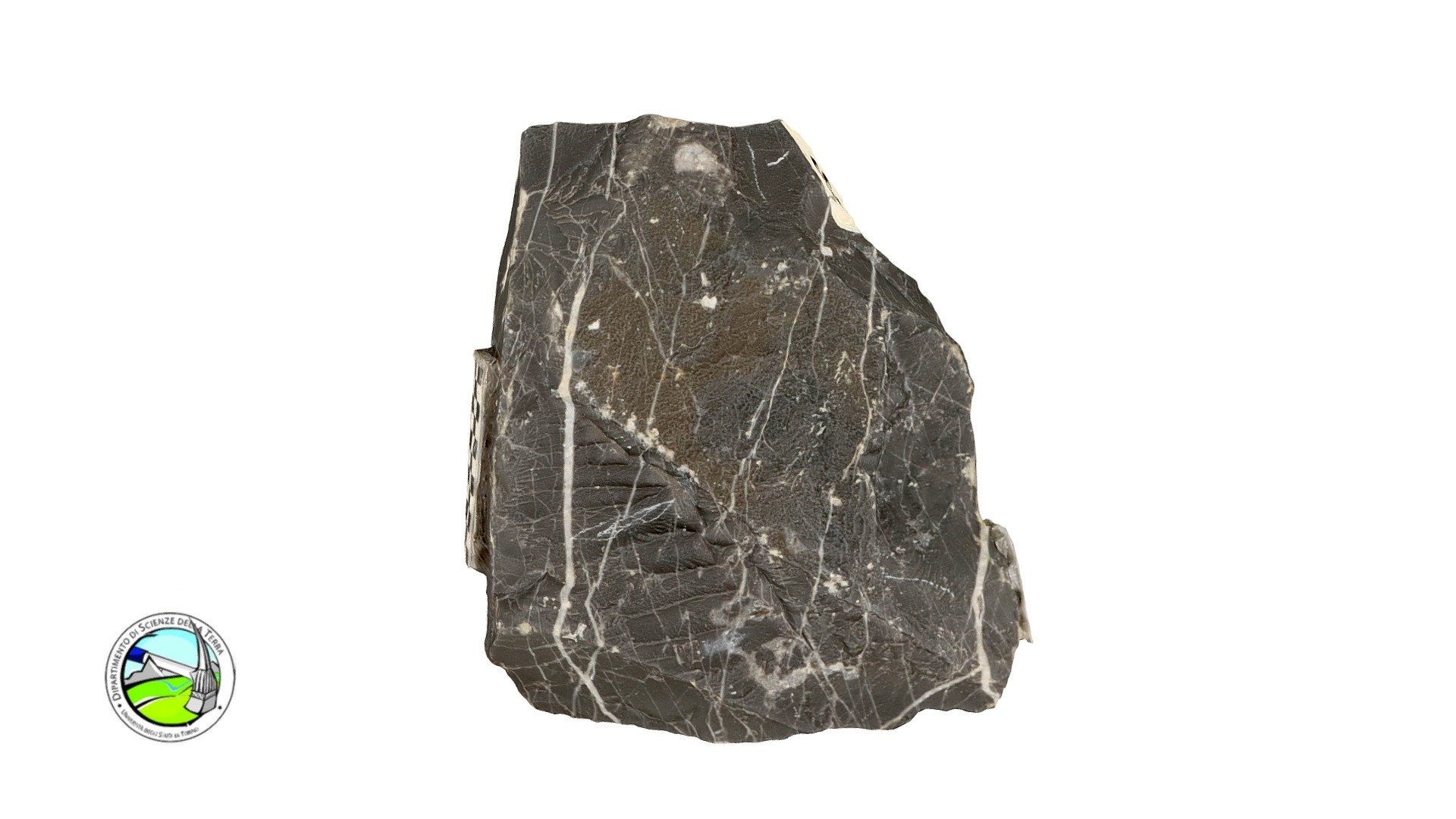 S21 - Wackestone di colore grigio scuro - 3D model by Dipartimento di ...