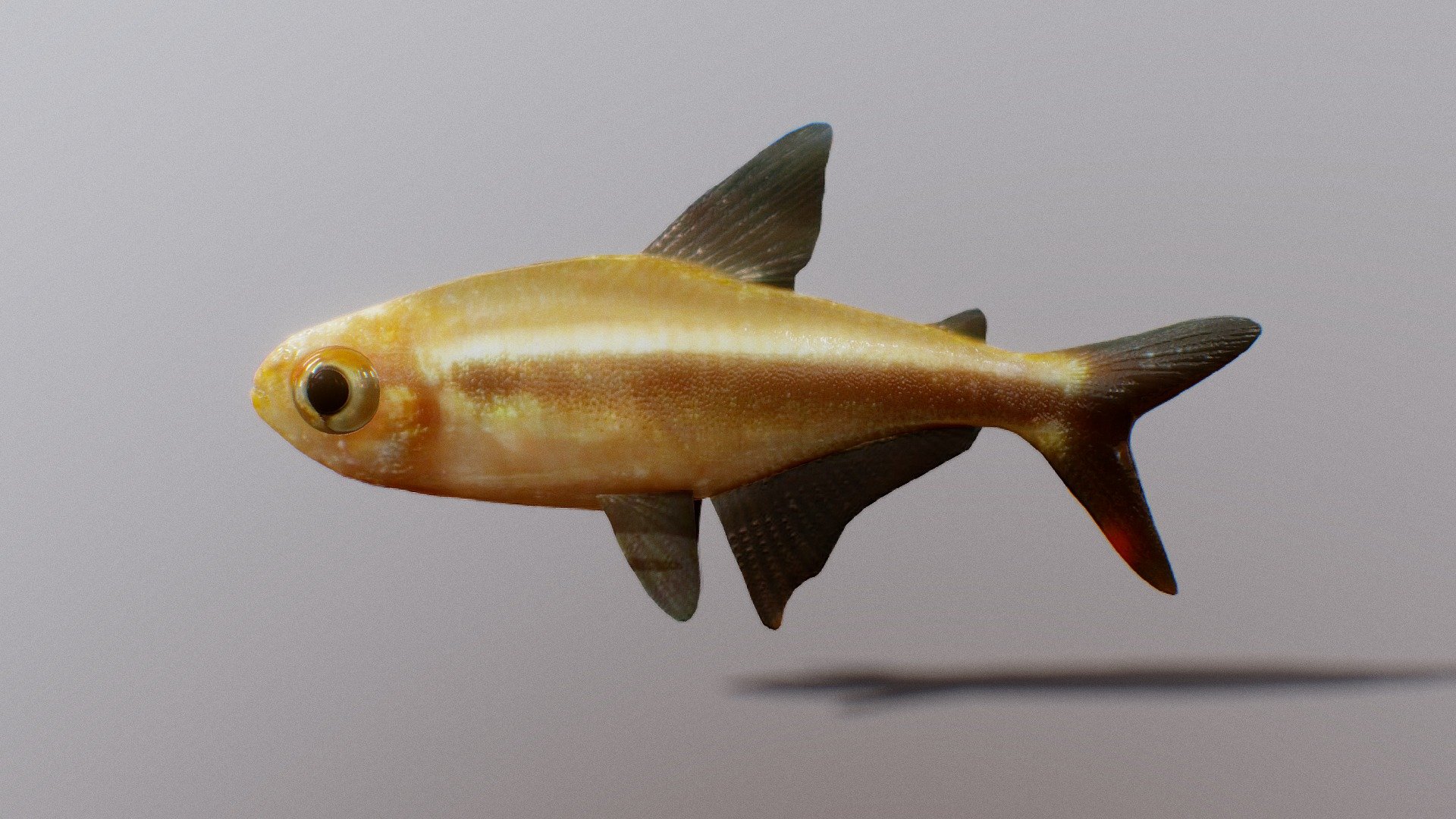 Guppy - Buy Royalty Free 3D model by 3Dee (@mellydeeis) [0ed6c20 ...