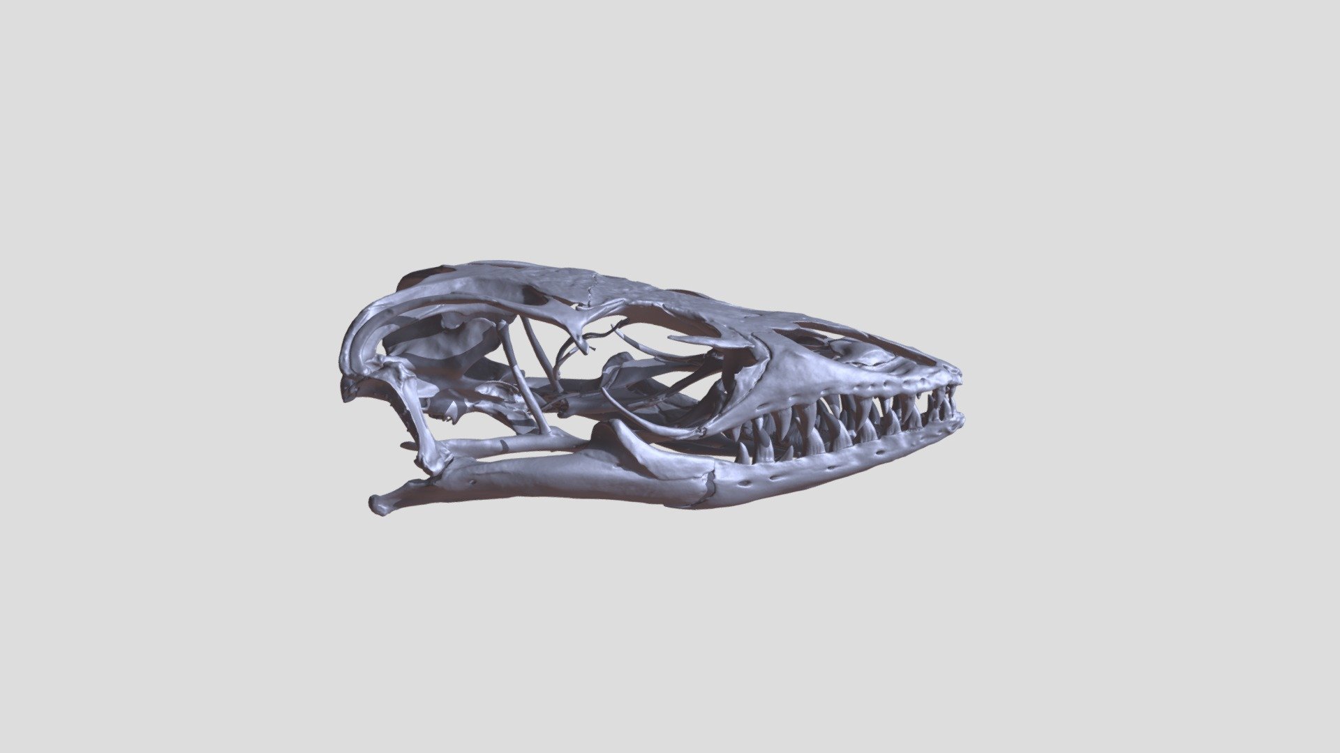 Skull of Varanus beccarii (Black tree monitor) - Download Free 3D model ...