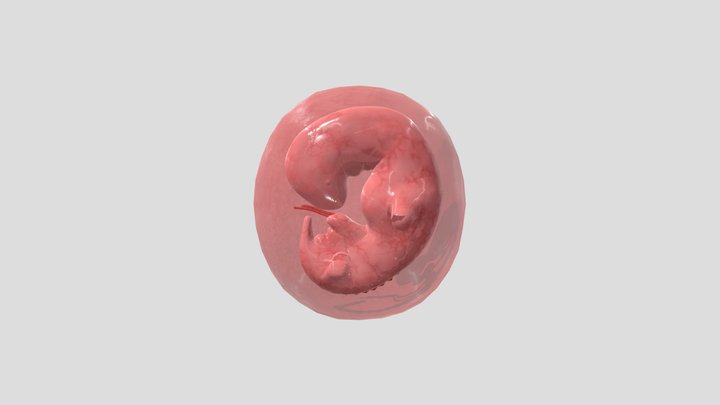 Foetus 3D models - Sketchfab