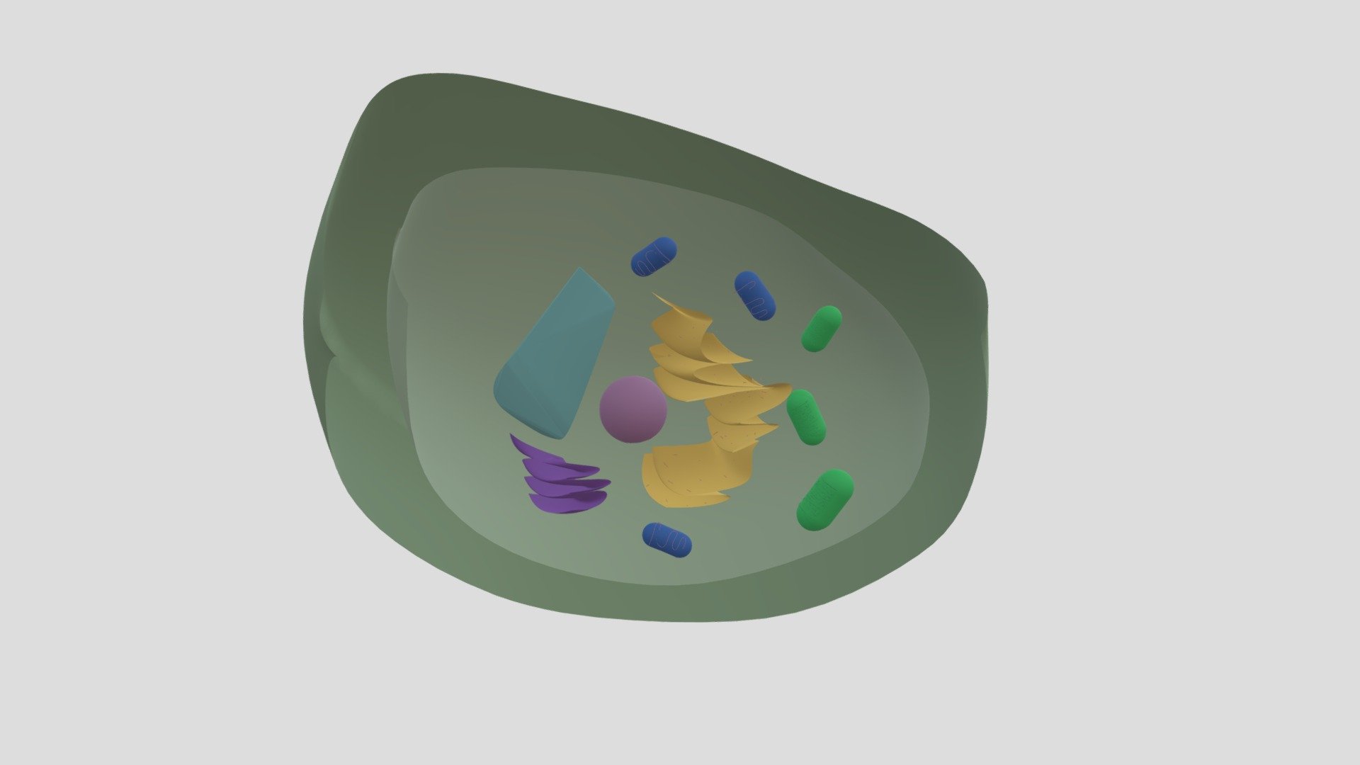 Plant Cell - Download Free 3D model by tarissa1221 [0edd7e6] - Sketchfab