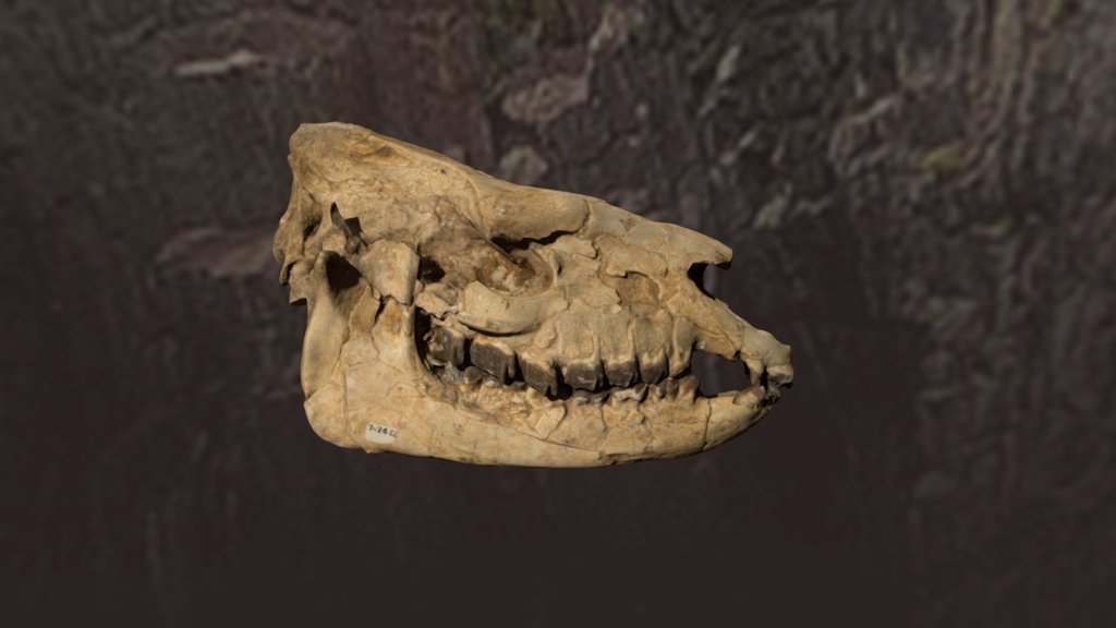 Teleoceras - Juvenile Rhino Skull - 3D model by Nebraska Public Media ...