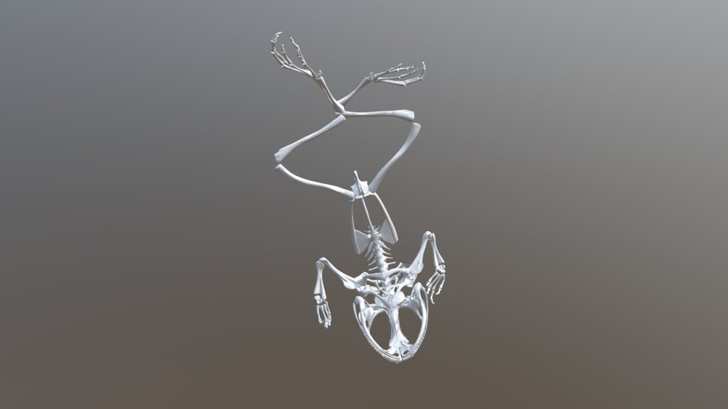 Bombinatoridae: Barbourula busuangensis - 3D model by Blackburn Lab ...