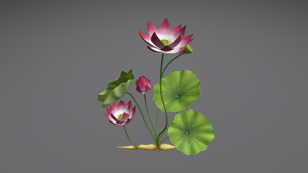 Lotus plant - 3D model by Cengkerik (@backbone) [0ee749b] - Sketchfab
