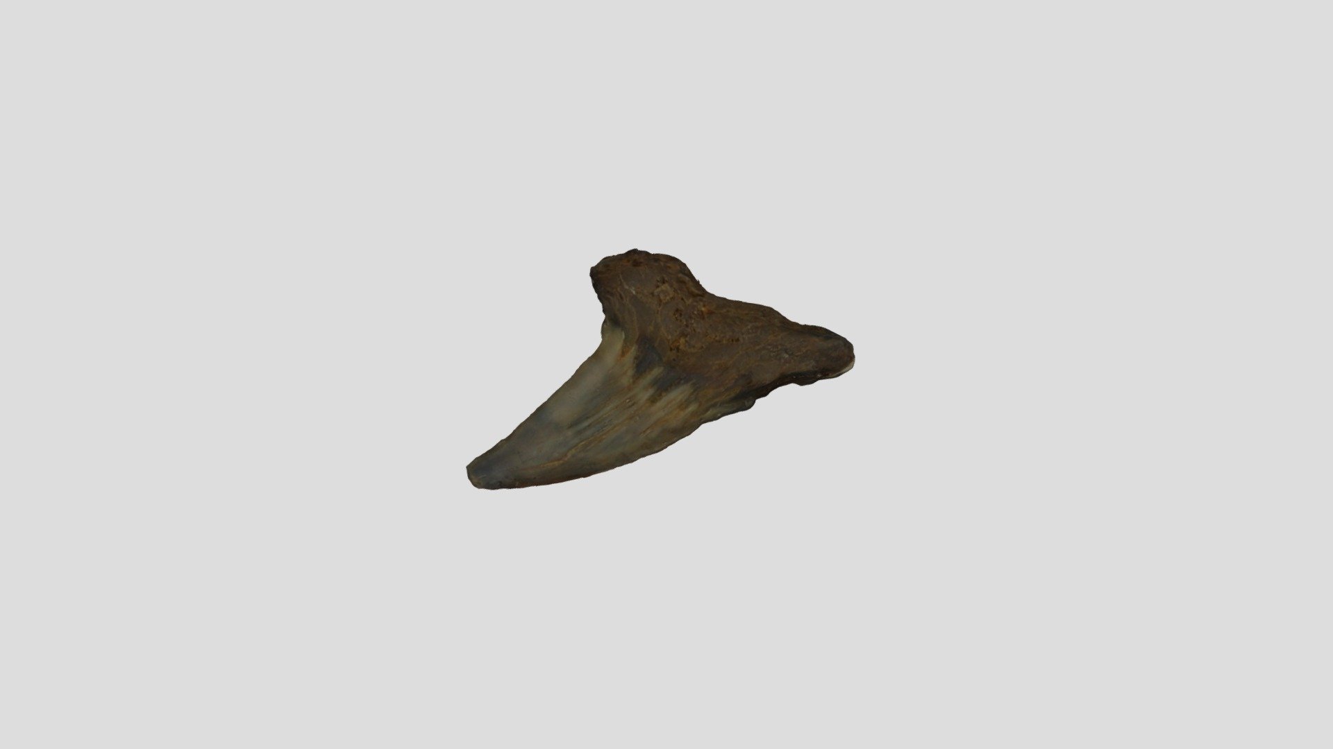 Shark Tooth - 3D model by Department of Earth Sciences, UCL (@es-ucl ...
