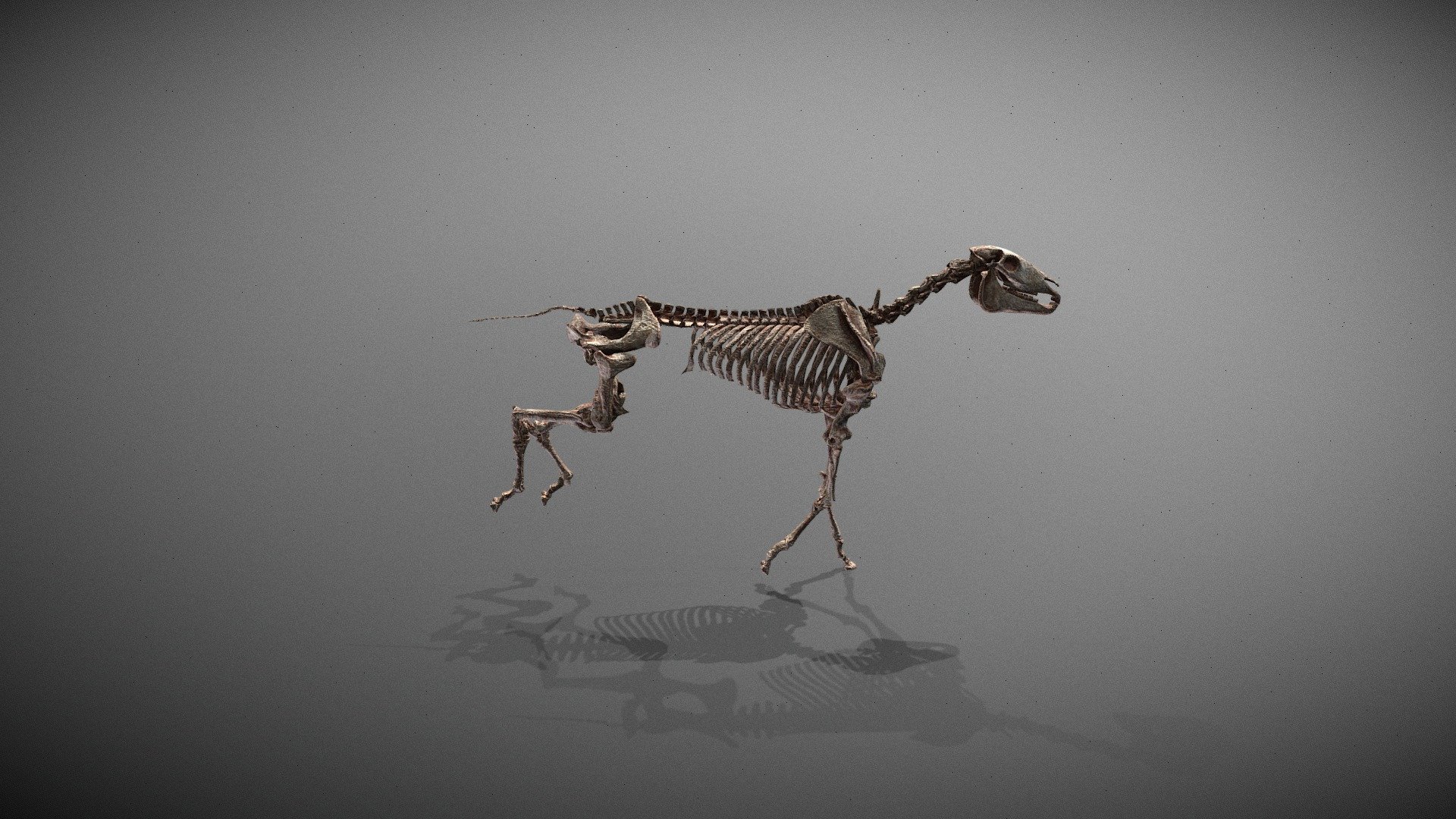 Horse_skeleton_ecorche - Buy Royalty Free 3D model by Hermetic Bucky ...