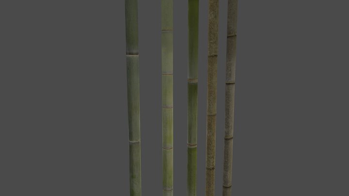 Bamboo 3D models - Sketchfab
