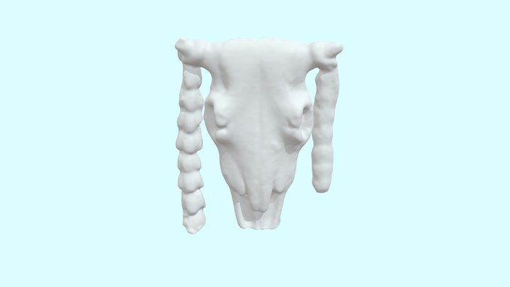 Bucranium 3D models - Sketchfab
