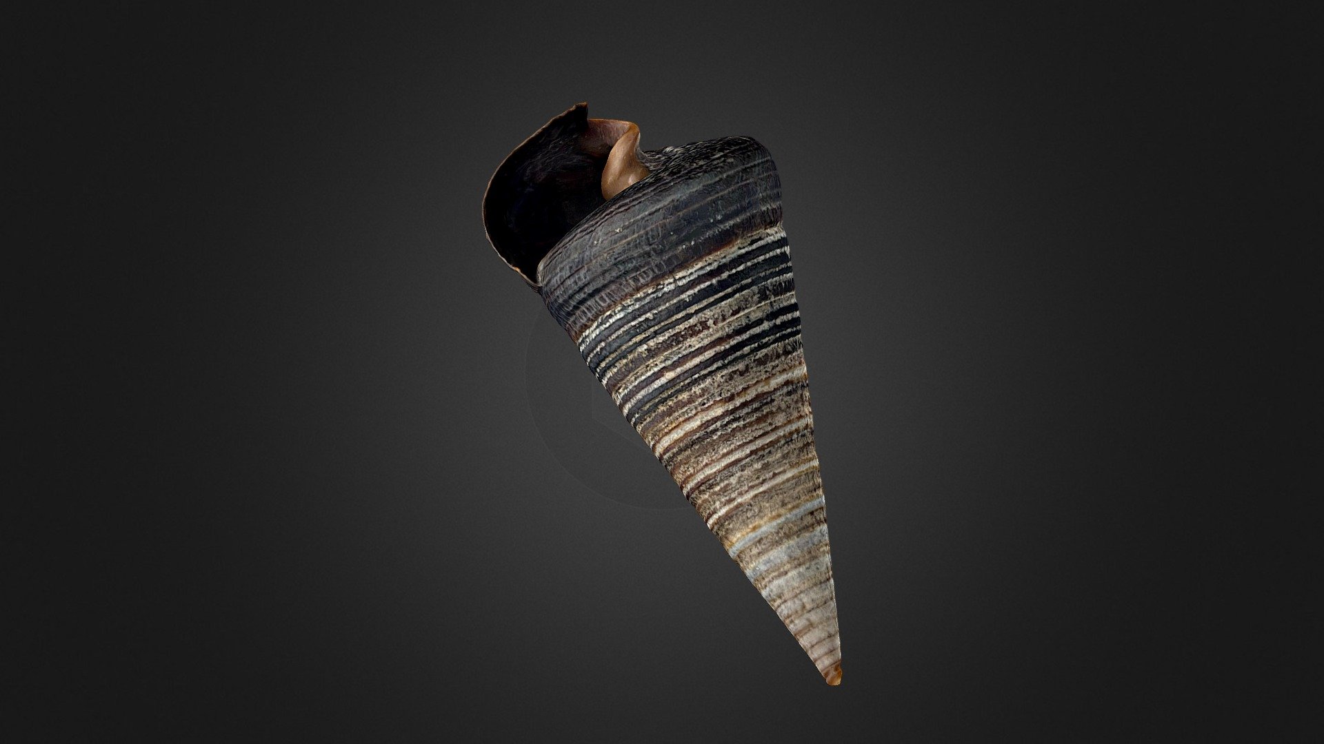 Telescopium telescopium - 3D model by Senckenberg Ocean Species ...