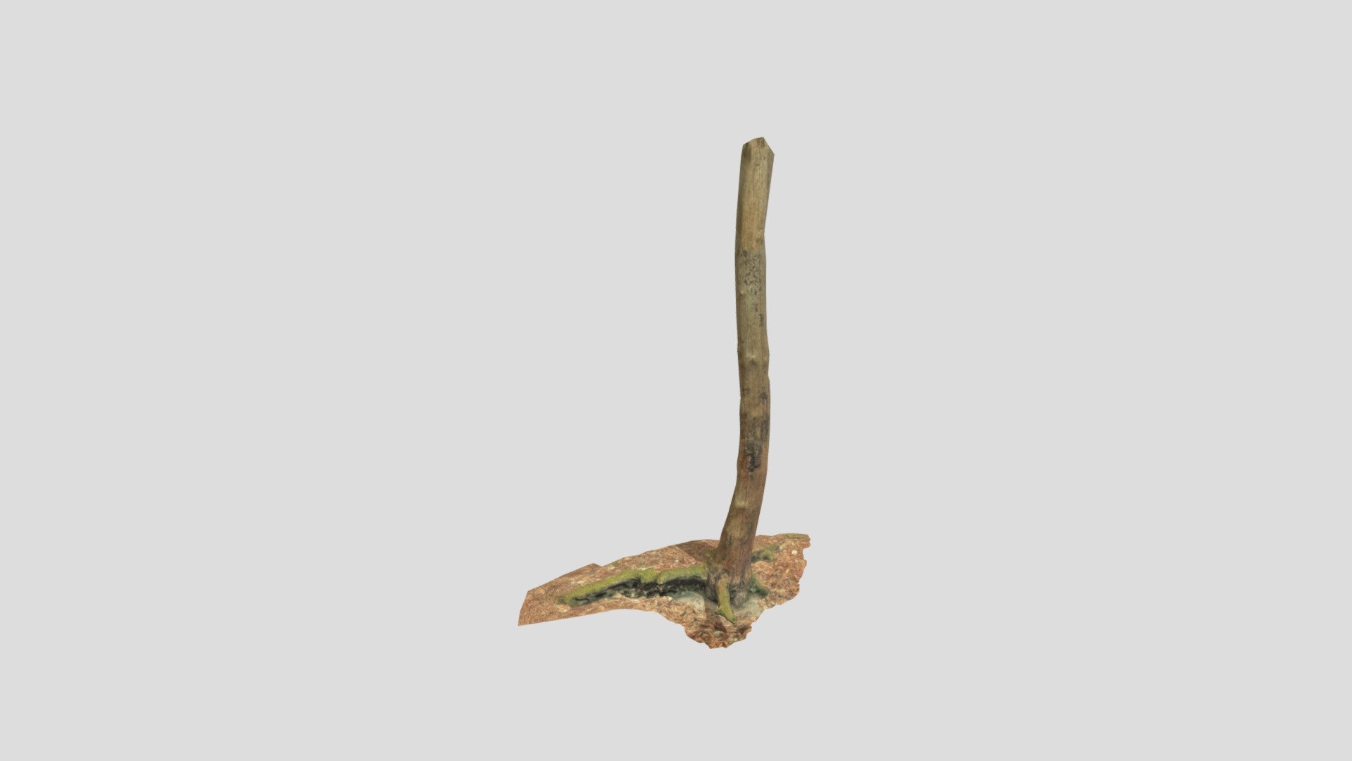 Pine Tree Trunk Roots Processed Scans Forest - Buy Royalty Free 3D ...