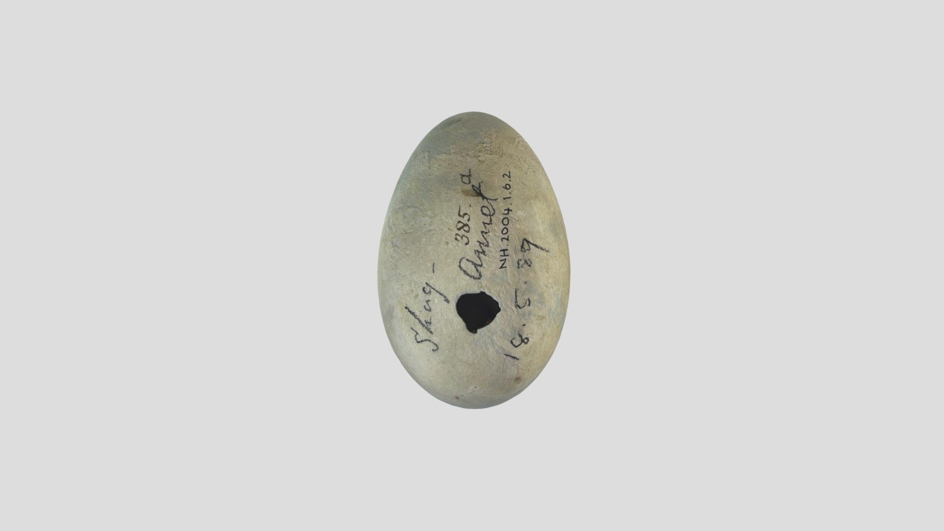 Shag - Egg - 3D model by Maritime Library (@maritimelibrary) [0f0a223 ...