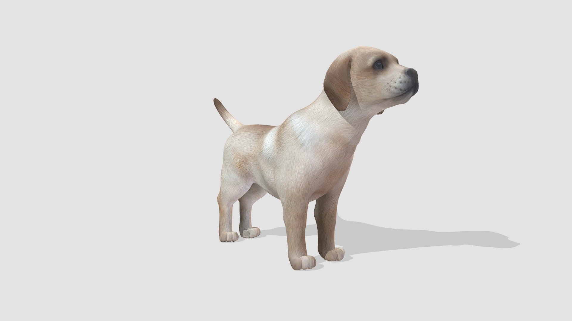 dog - Buy Royalty Free 3D model by Evermotion [0f0b10a] - Sketchfab Store