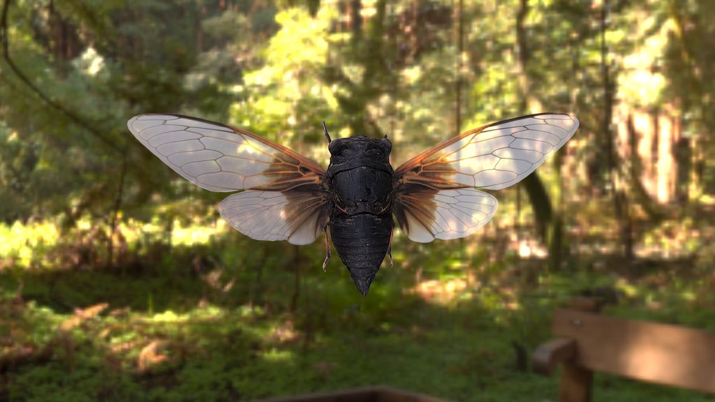 Insekts - A 3D model collection by richterdato - Sketchfab