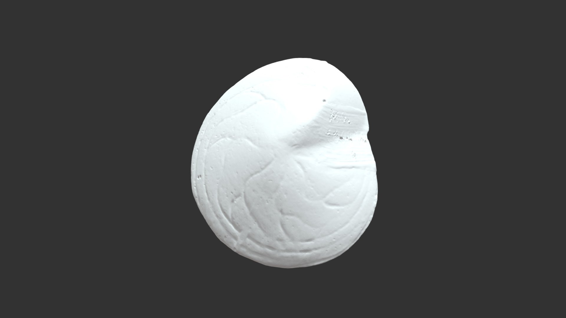 Amphistegina lessonii (206474) - 3D model by Photo3D (@vect3d) [0f14e87 ...
