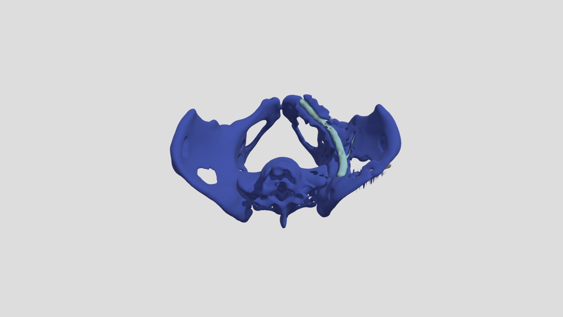 Pelvis Download Free 3d Model By Hbunker [0f1833f] Sketchfab
