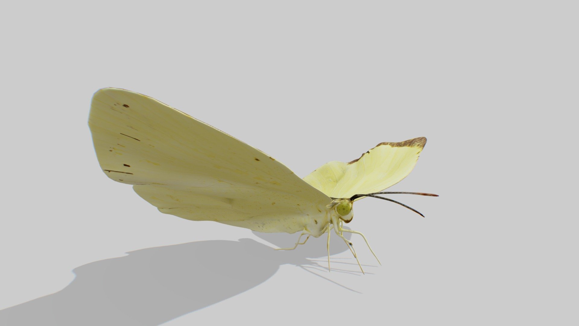 Butterfly 2 (JIP) - 3D model by bunnopen [0f1c66f] - Sketchfab