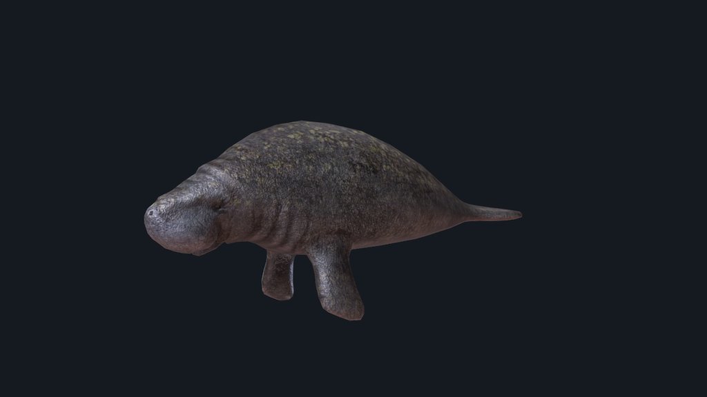 Manatee - 3D model by John (@john3ds) [0f28e59] - Sketchfab