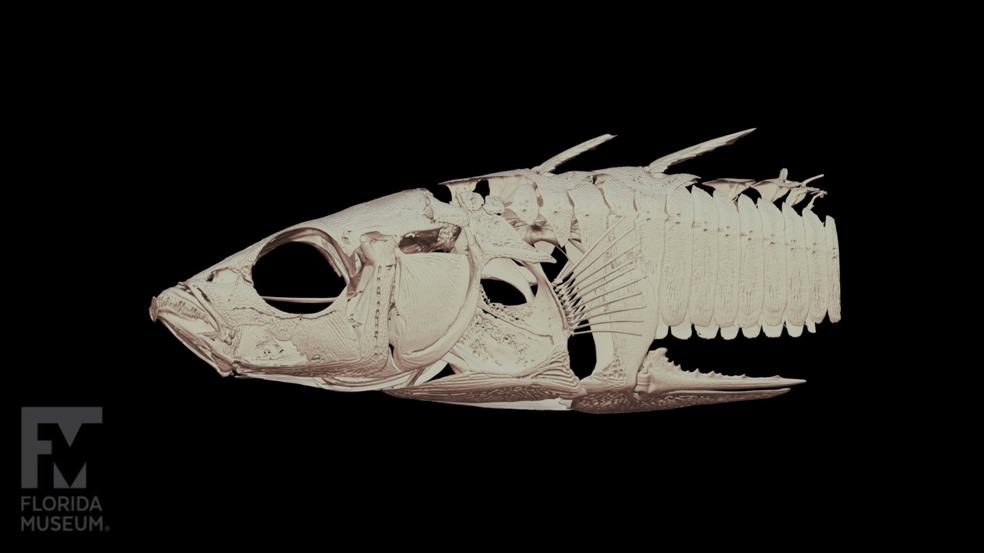 Three-spined stickleback - Fish - 3D model by FloridaMuseum [0f29cae ...