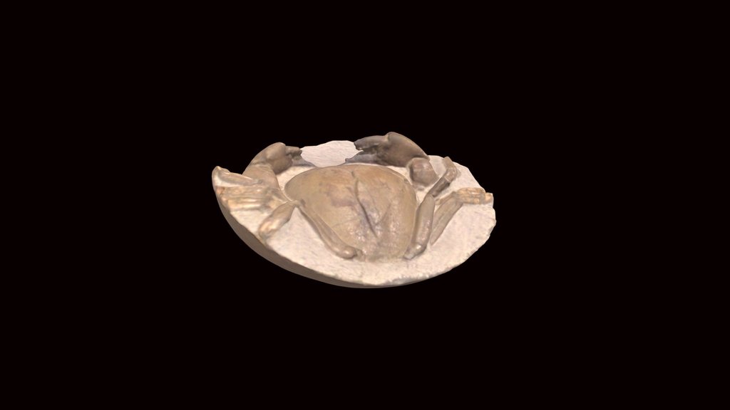 Fossils - A 3D model collection by Virtual Curation Lab (@virtualcurationlab) - Sketchfab