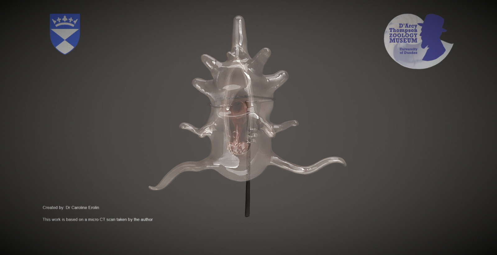 Blaschka Glass Model of a Starfish Larva - Download Free 3D model by ...