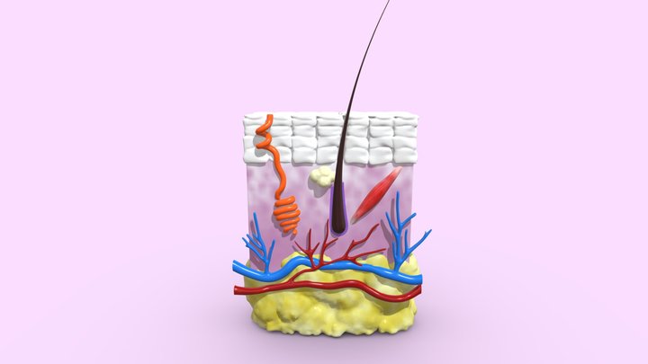 Hairfollicle 3D models - Sketchfab