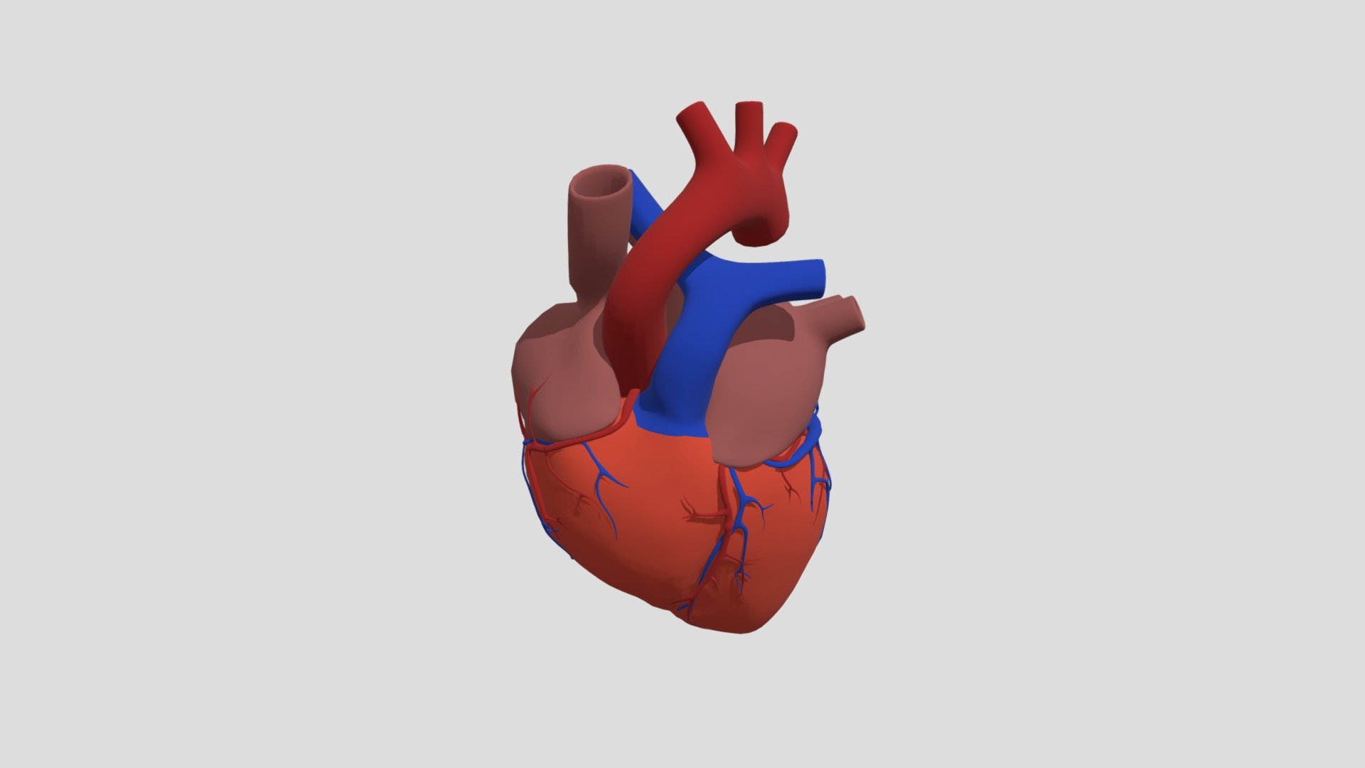Corazon - 3D model by cetep [0f36ee6] - Sketchfab