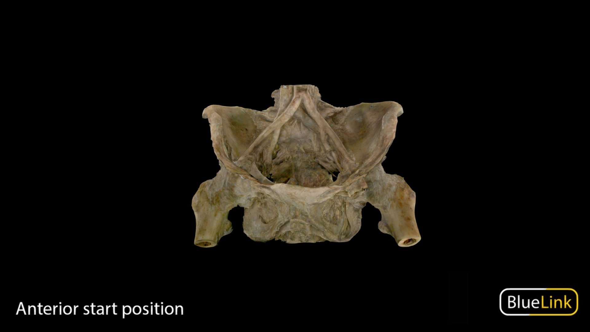Skeletonized Pelvis - 3D model by Bluelink Anatomy - University of ...
