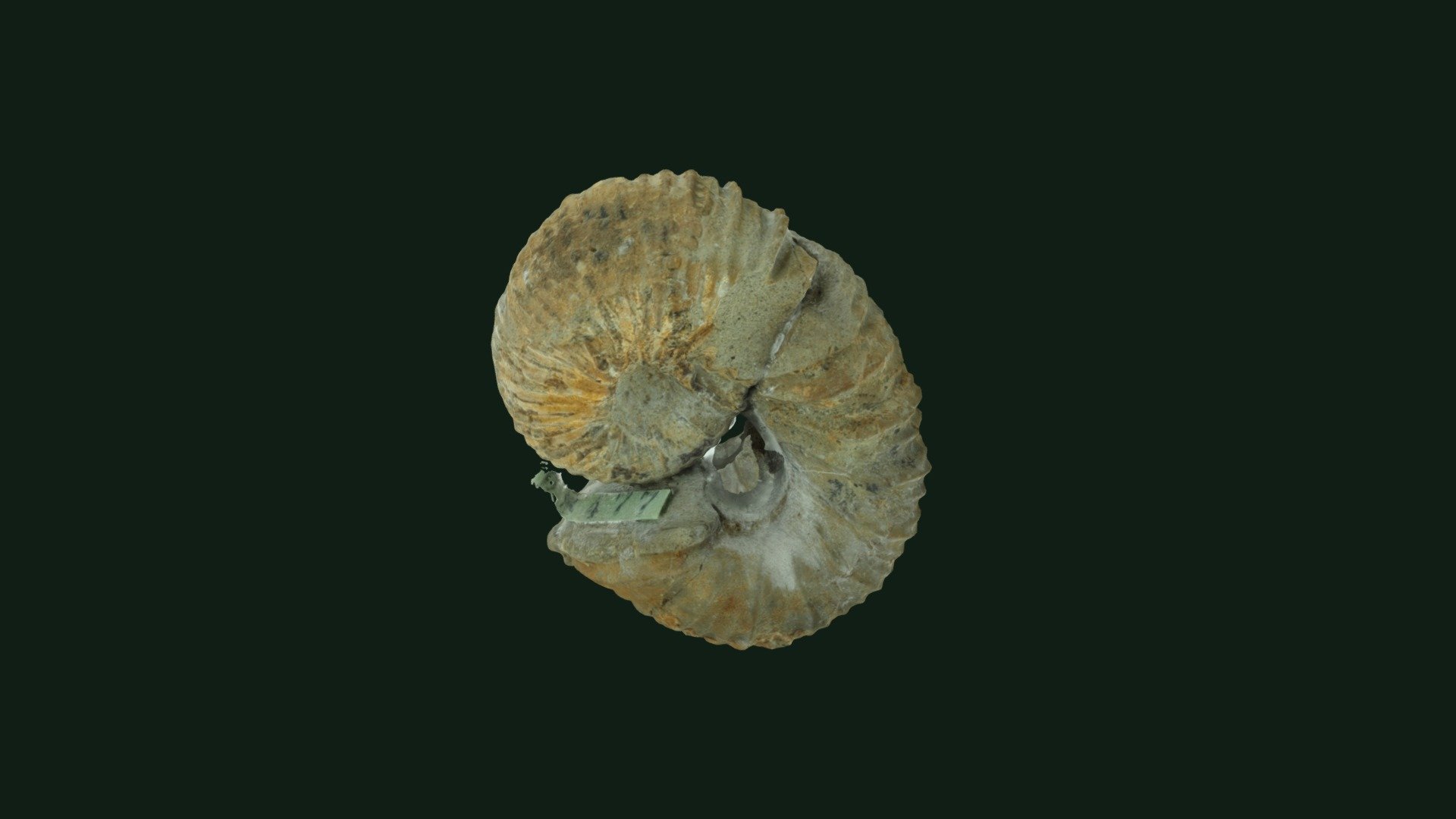 Scaphites impendicostatus D8477 - Buy Royalty Free 3D model by Shellie ...