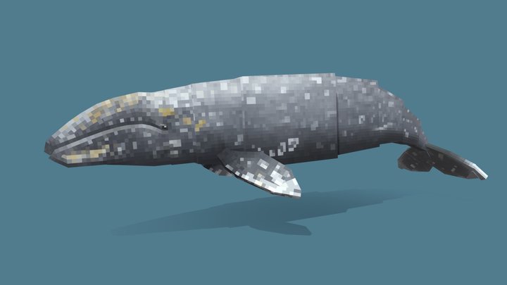 Whale 3D models - Sketchfab