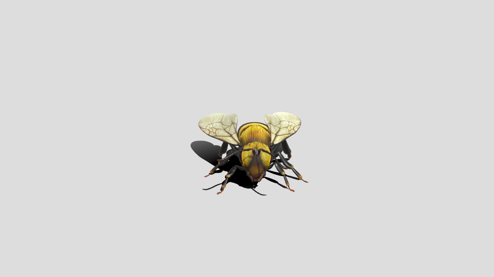 Bee - 3D model by parvez (@kawserparvez40) [0f44f8a] - Sketchfab