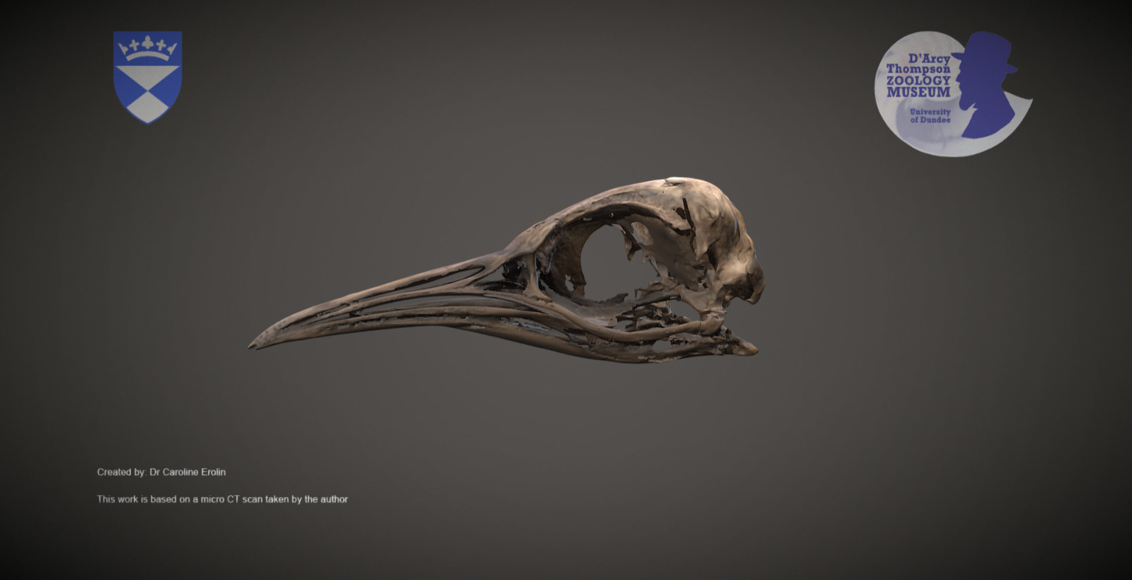 Penguin skull - Download Free 3D model by University of Dundee Museum ...