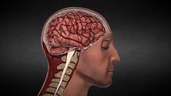Brainstem 3D models - Sketchfab