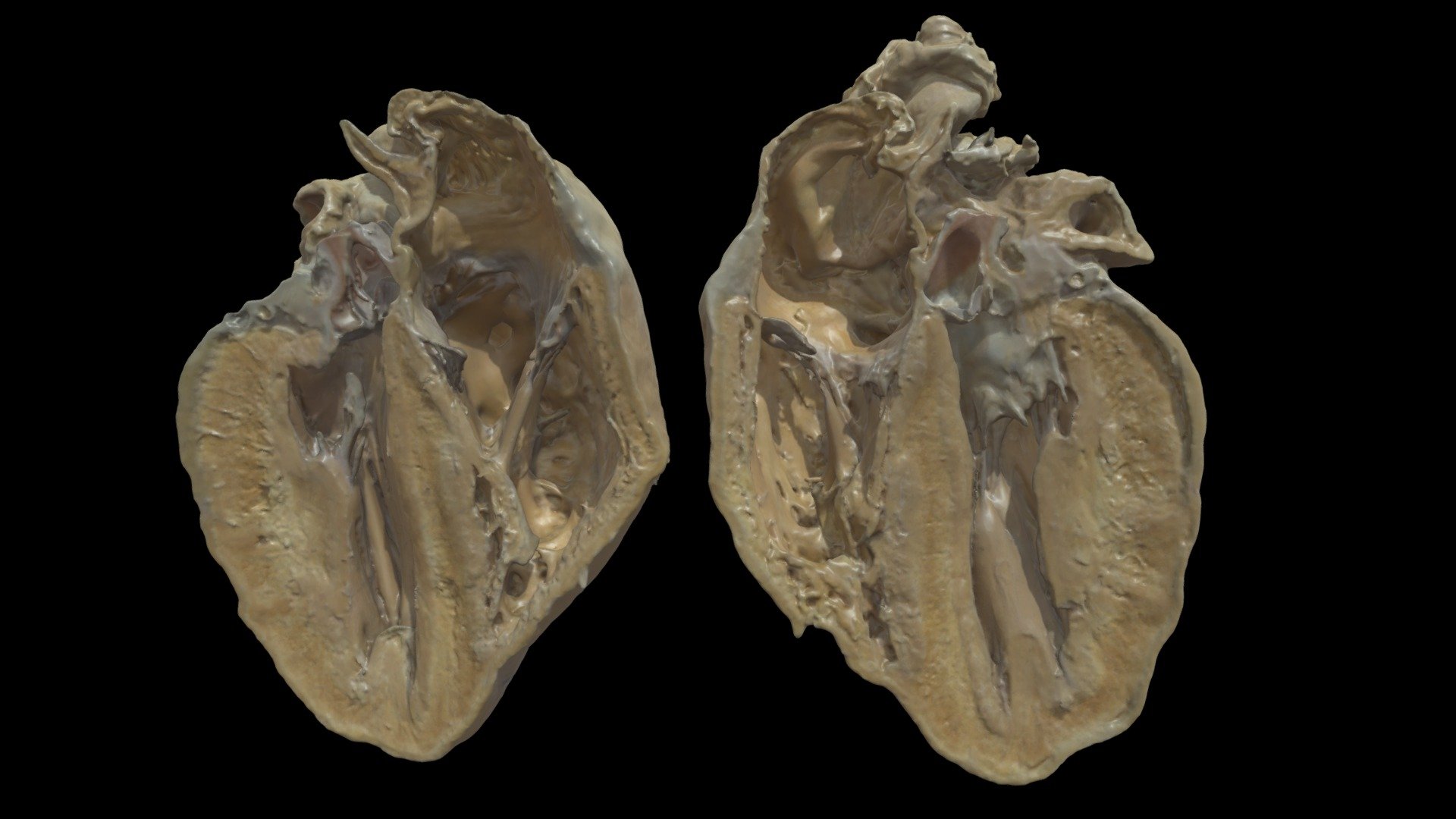 Yucatan (Mini) Pig Heart Anatomical Plane - Download Free 3D model by ...
