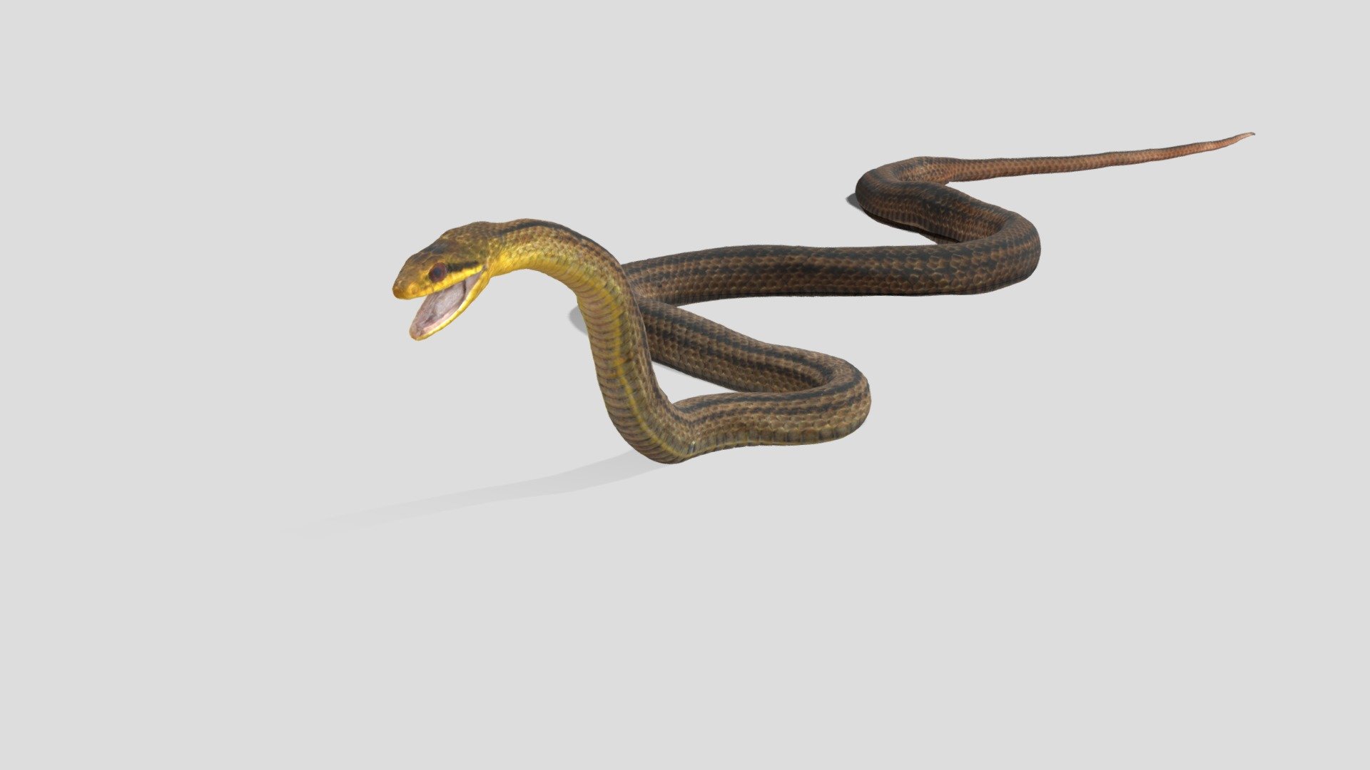 CC0 シマヘビ 🐍 Striped Snake, Elaphe quadrivirgata - Download Free 3D model ...