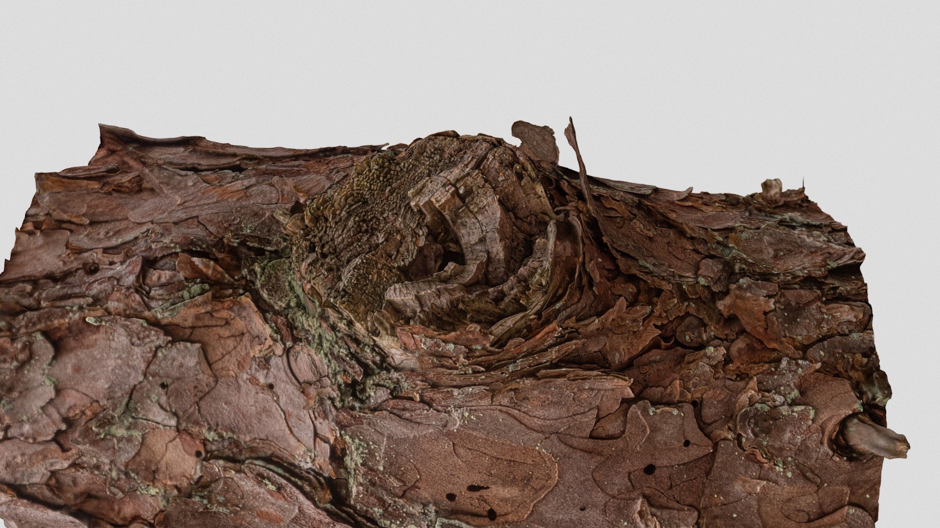 Pine Twig Stump - Buy Royalty Free 3D model by kjetil myhren ...