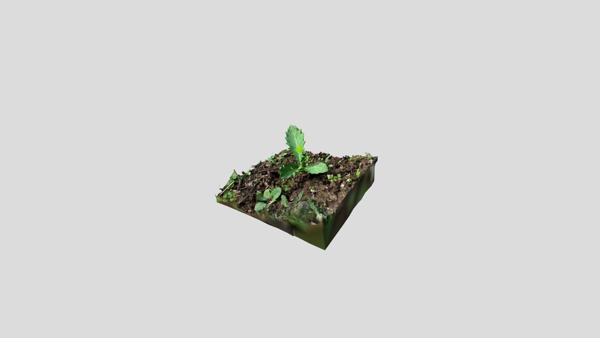 Plants - Download Free 3D model by SJ 3Designs (@jumuno03) [0f530bb ...