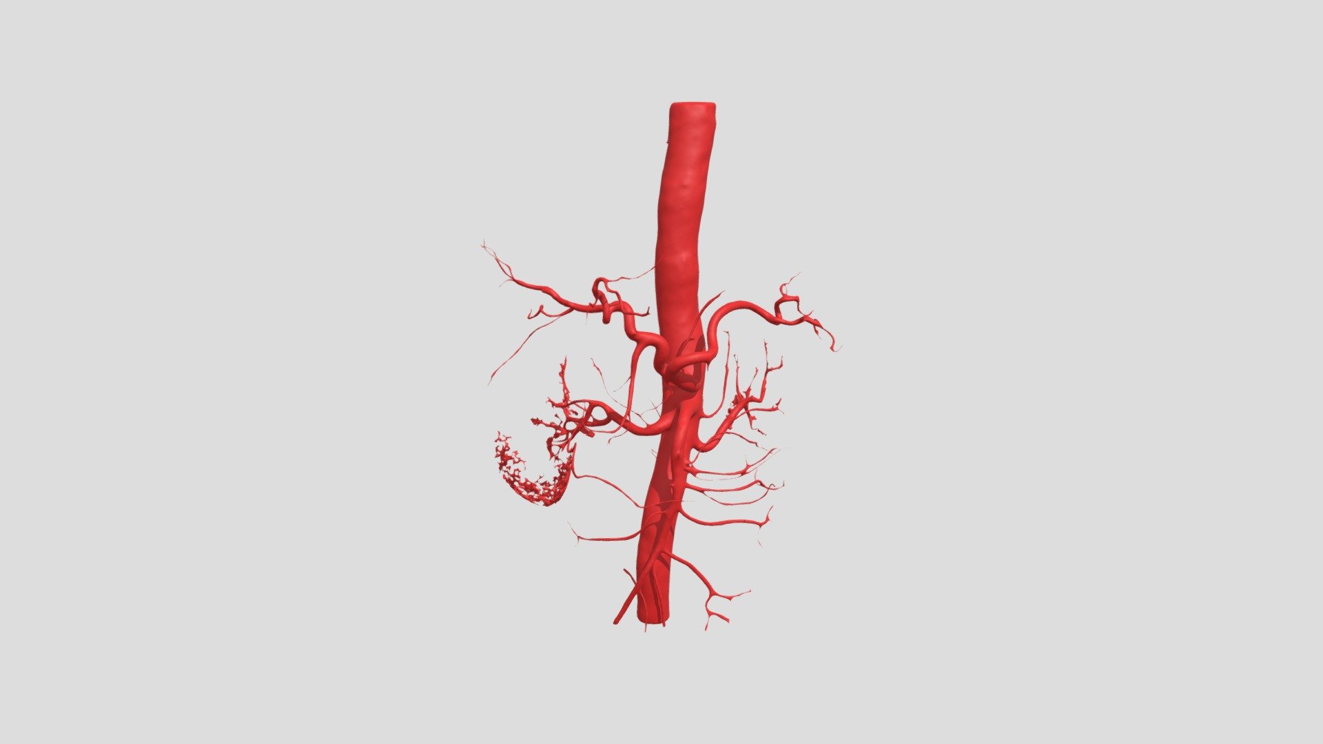 Hepatic arteries - Download Free 3D model by Kuchumov [0f54eab] - Sketchfab