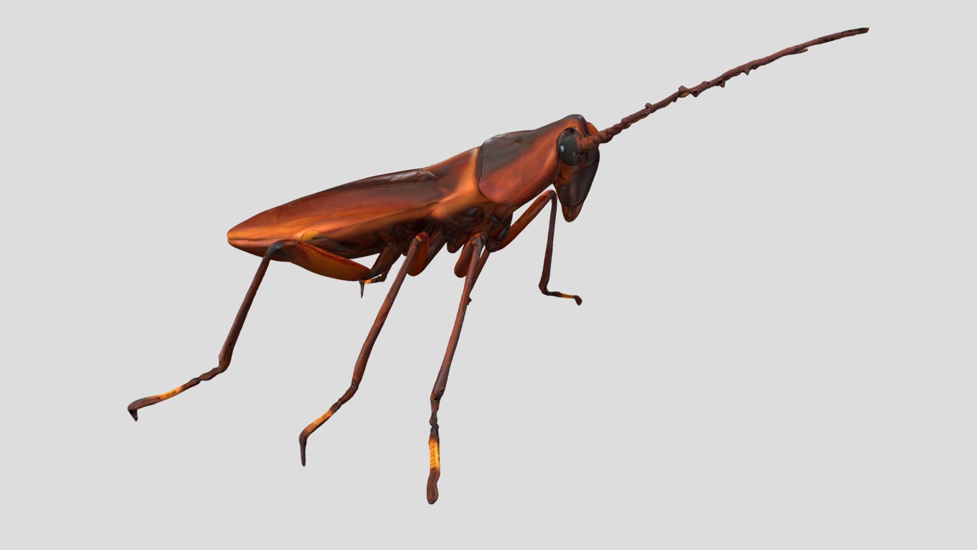 American Cockroach - insect - Download Free 3D model by Brian Trepanier ...